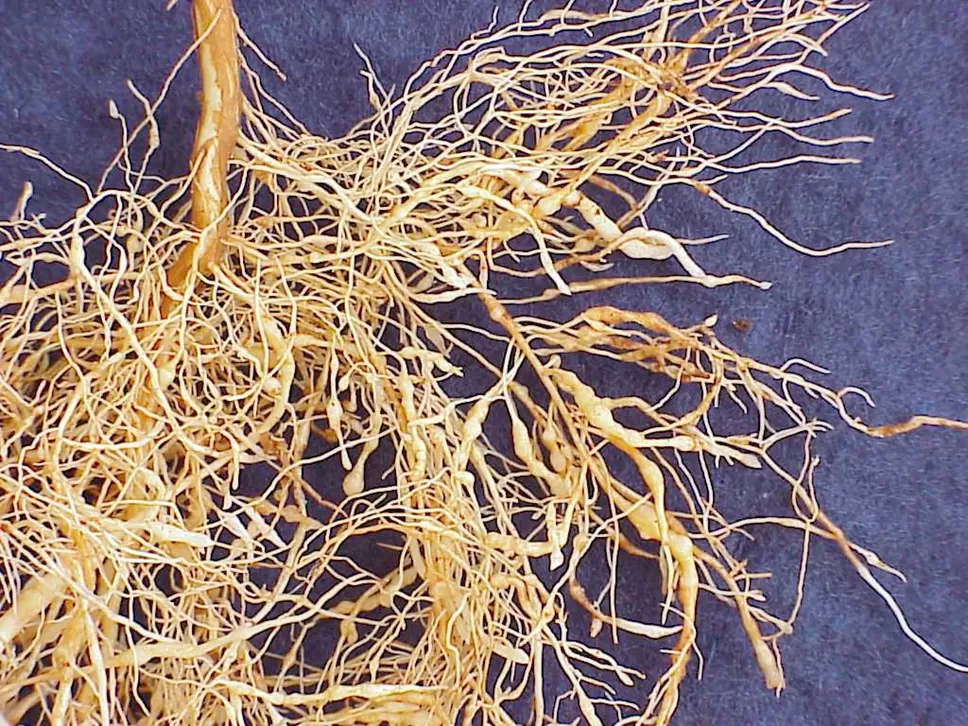 Epamig recebe workshop sobre nematoides na cafeicultura do Cerrado | MG ...