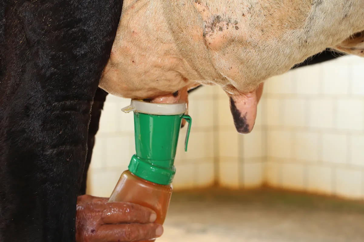 Mastite: saiba como prevenir e controlar a doença | MG.GOV.BR - Agricultura